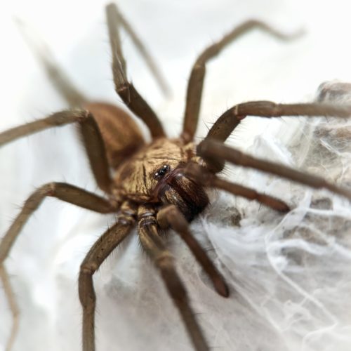 Cyrtocarenum grajum - Falltürspinne